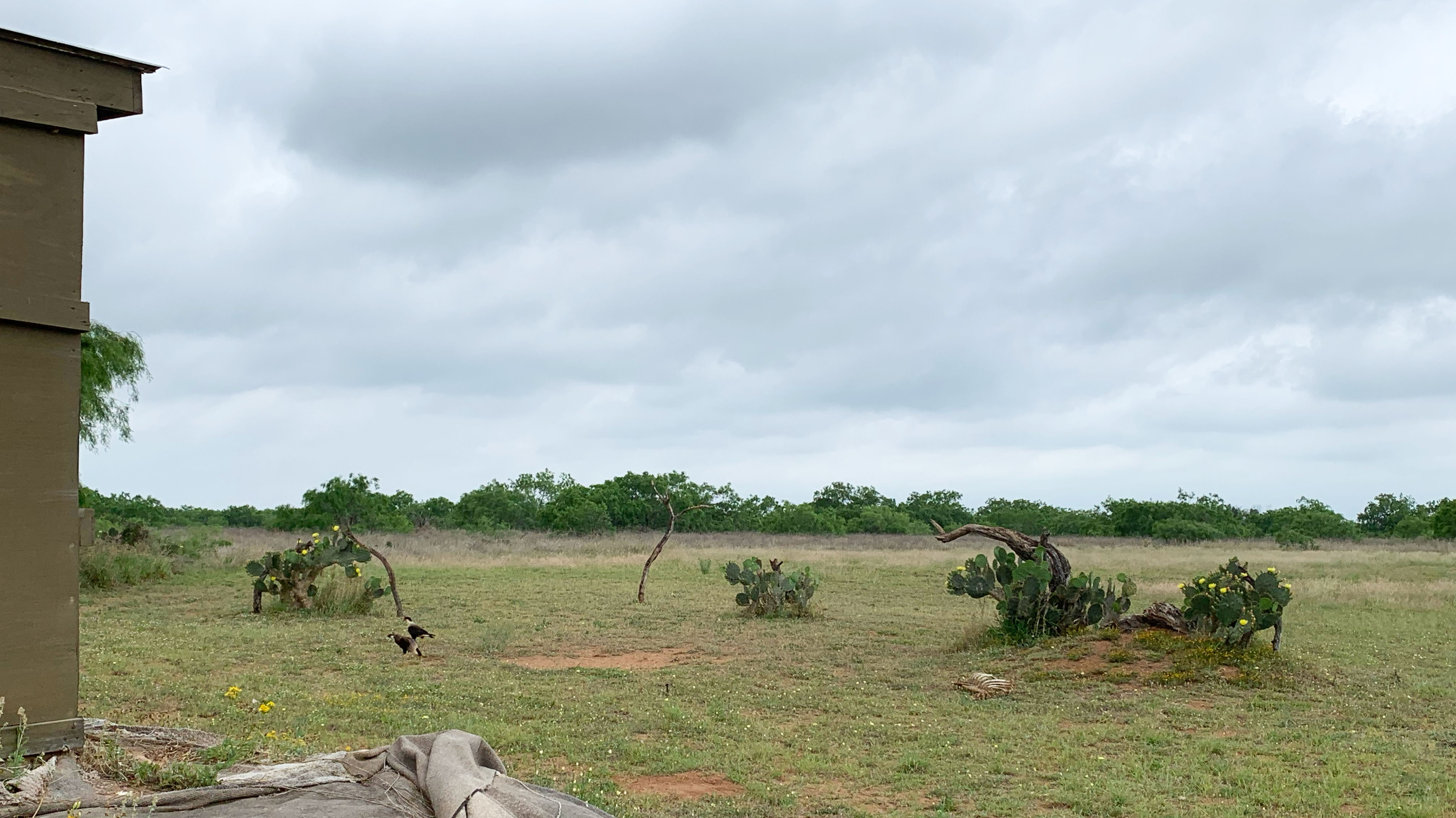 Photography Blinds and Raptors – Underway Shift Colors!